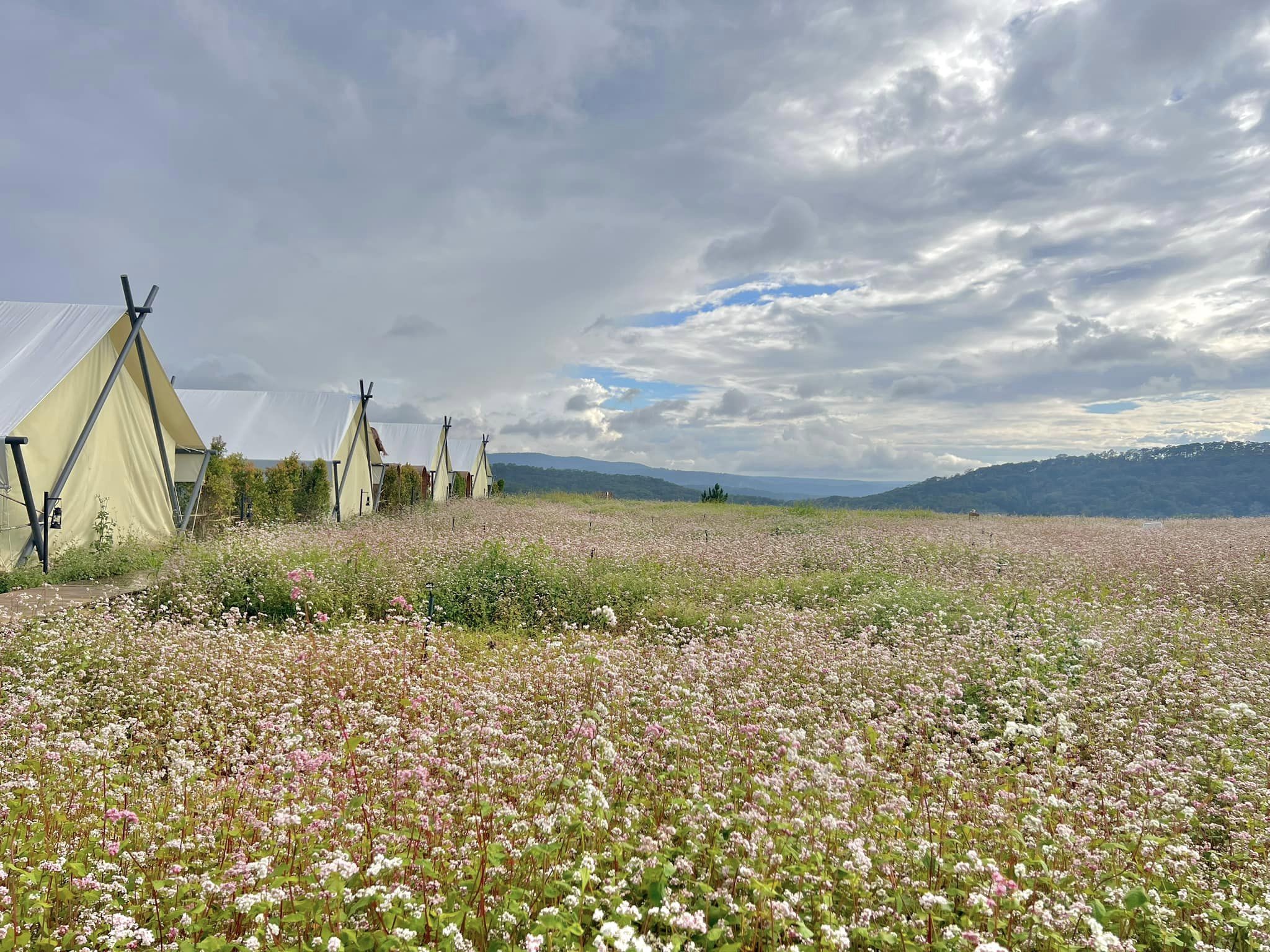 The CampVille Dalat View Cánh Đồng khu A - Đà Lạt Review Tất Tần Tật